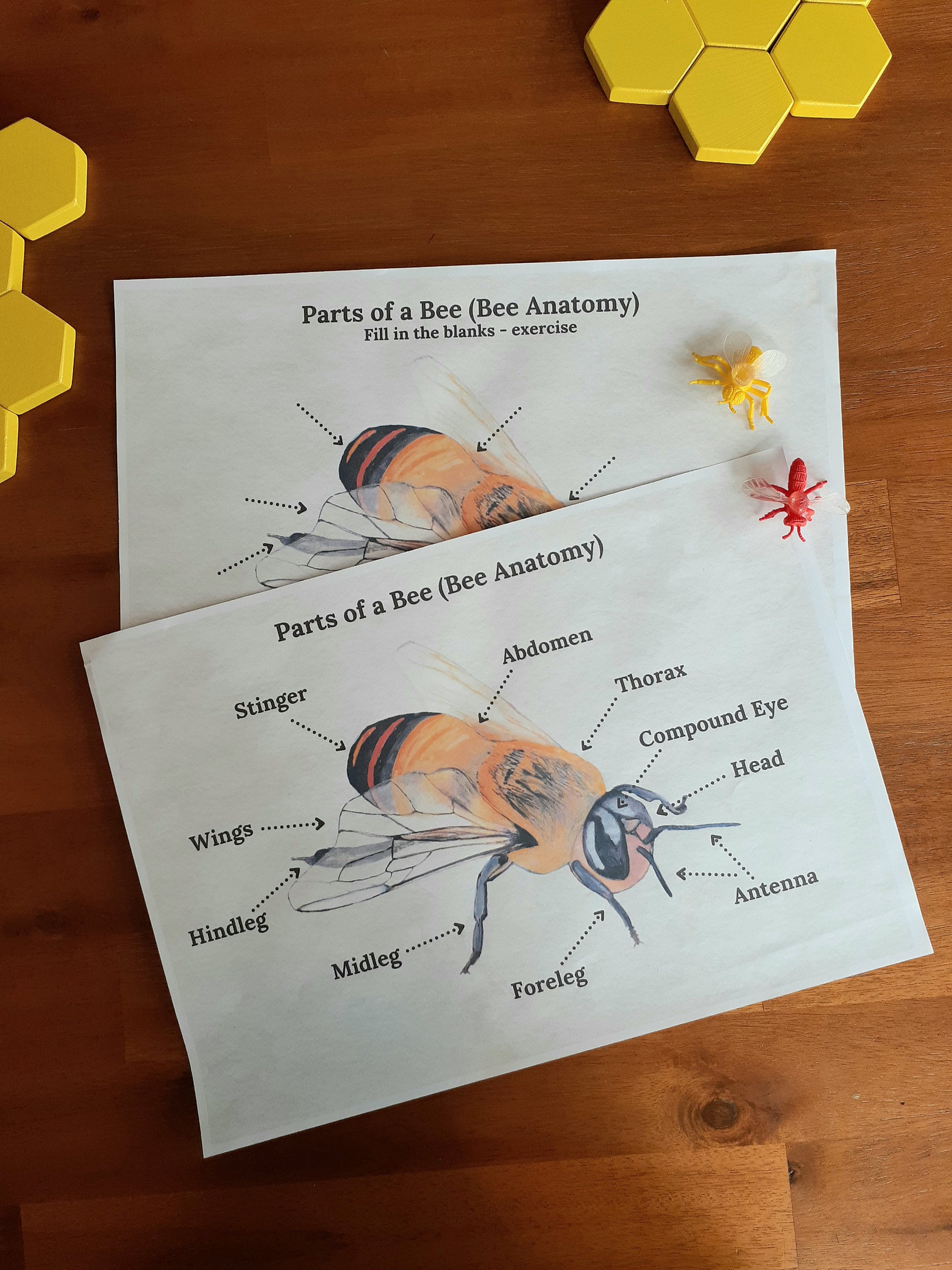 Honey Bee Unit Study Bundle, Learning, Montessori, Charlotte Mason, Fun ...