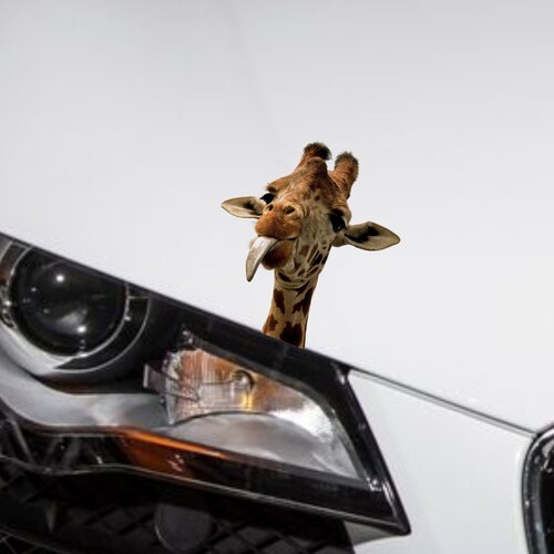 Giraffe Decal - Etsy