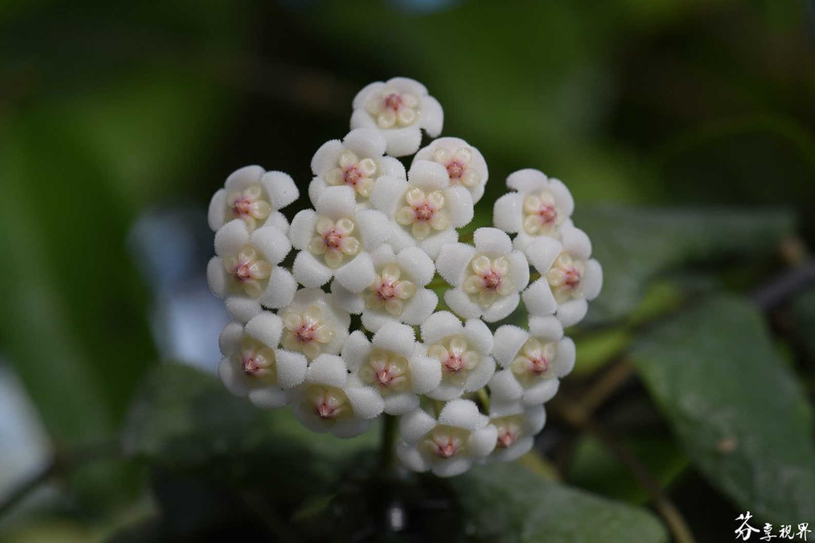 Hoya Rotundiflora - Etsy