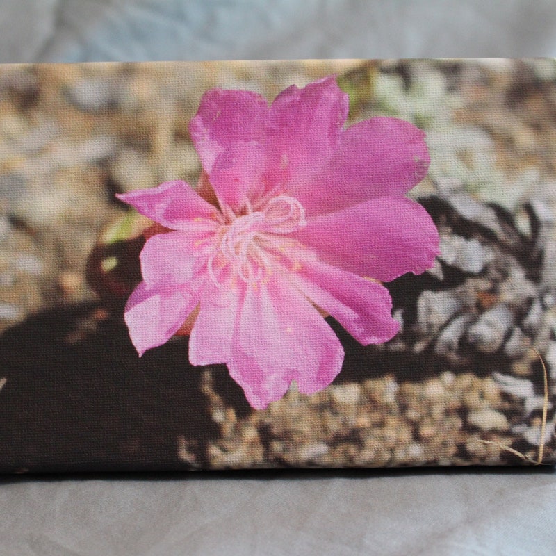 Bitterroot Flower - Etsy
