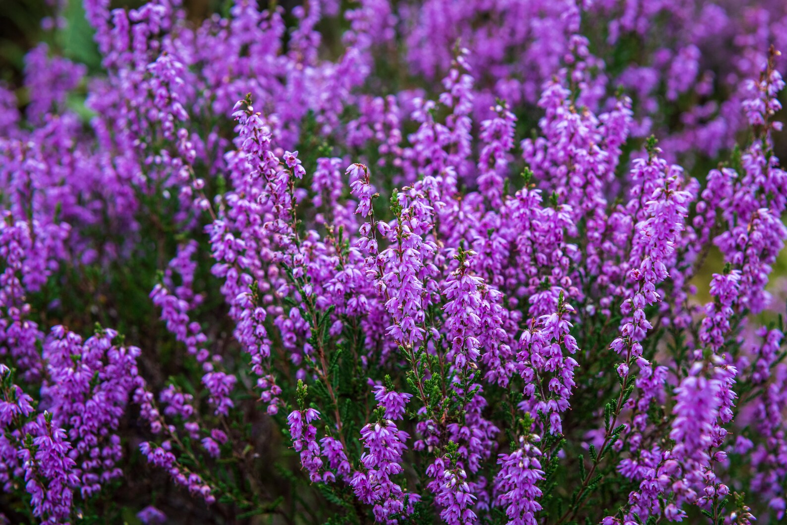 Heather Scottish Beautiful Vivid Purple Heather Photo - Etsy