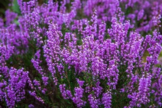 Scottish Heather Plant
