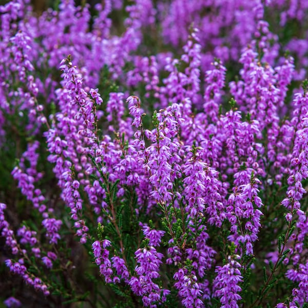Scottish Heather - Etsy