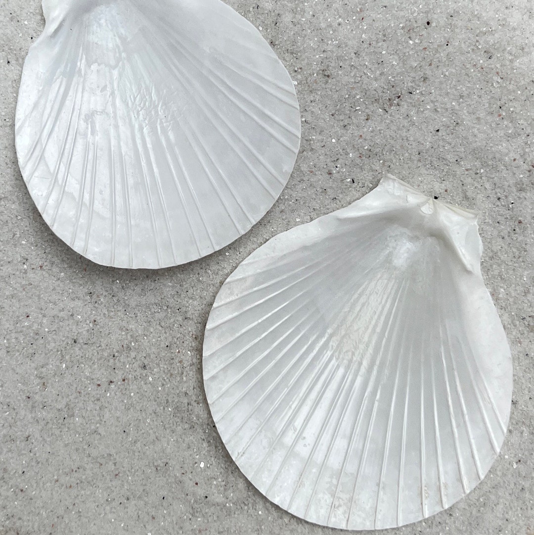 White Sun & Moon Shell Trinket / Offering Dish - Etsy