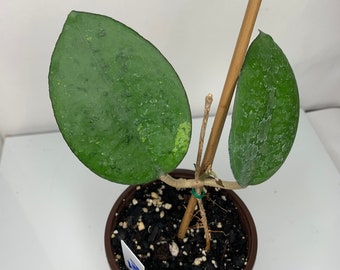 Hoya Joy Splash - Etsy