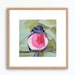 Pink Robin Art Print - Etsy