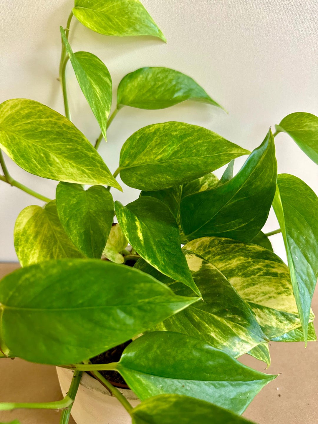 Scindapsus Neon Queen in 5" Pot - Etsy