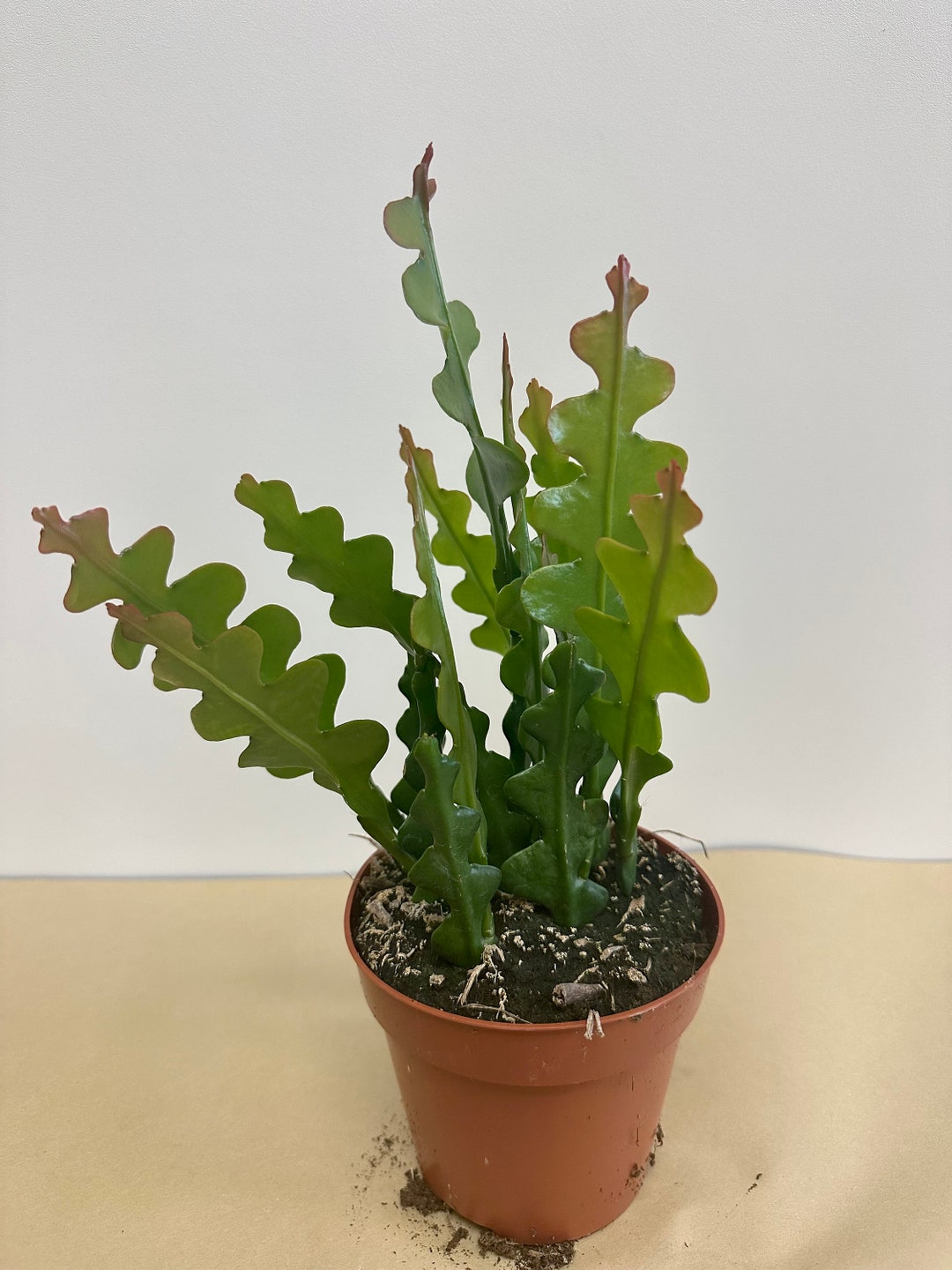 Rare Fishbone Cactus, Ric-rac, Zig Zag Cactus in 5" Pot - Etsy