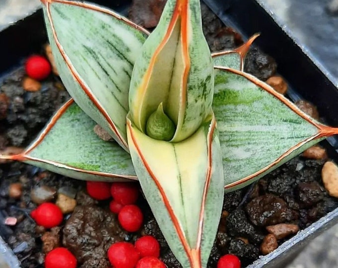 Sansevieria Blue Clone White Variegated Free Phytosantary DHL Express ...