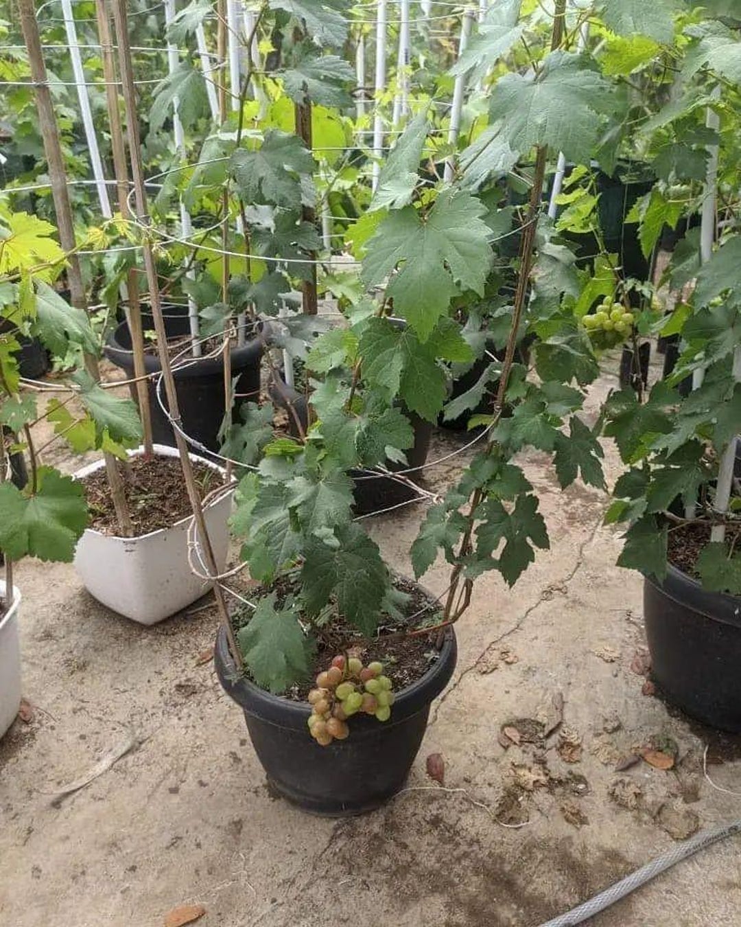Grafted Fruit Tree Plants Harold Grapes Free Phytosantary DHL Express ...
