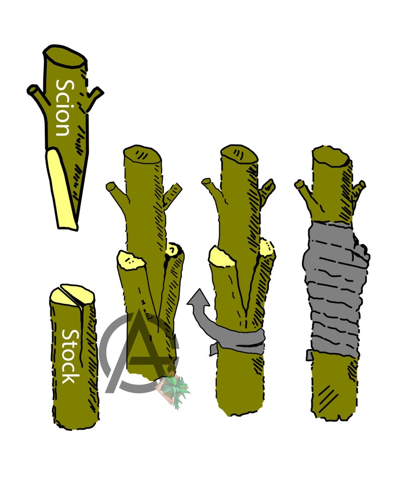 Grafted Fruit Tree Plants Sugar Apple Free Phytosantary DHL Express ...