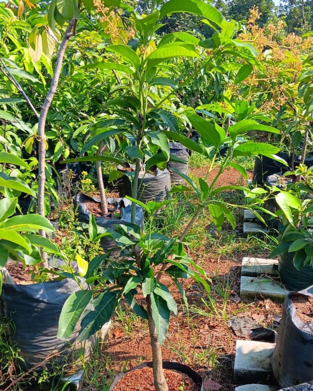 Grafted Fruit Tree Plants Mango Chokanan Grafting Results Free ...