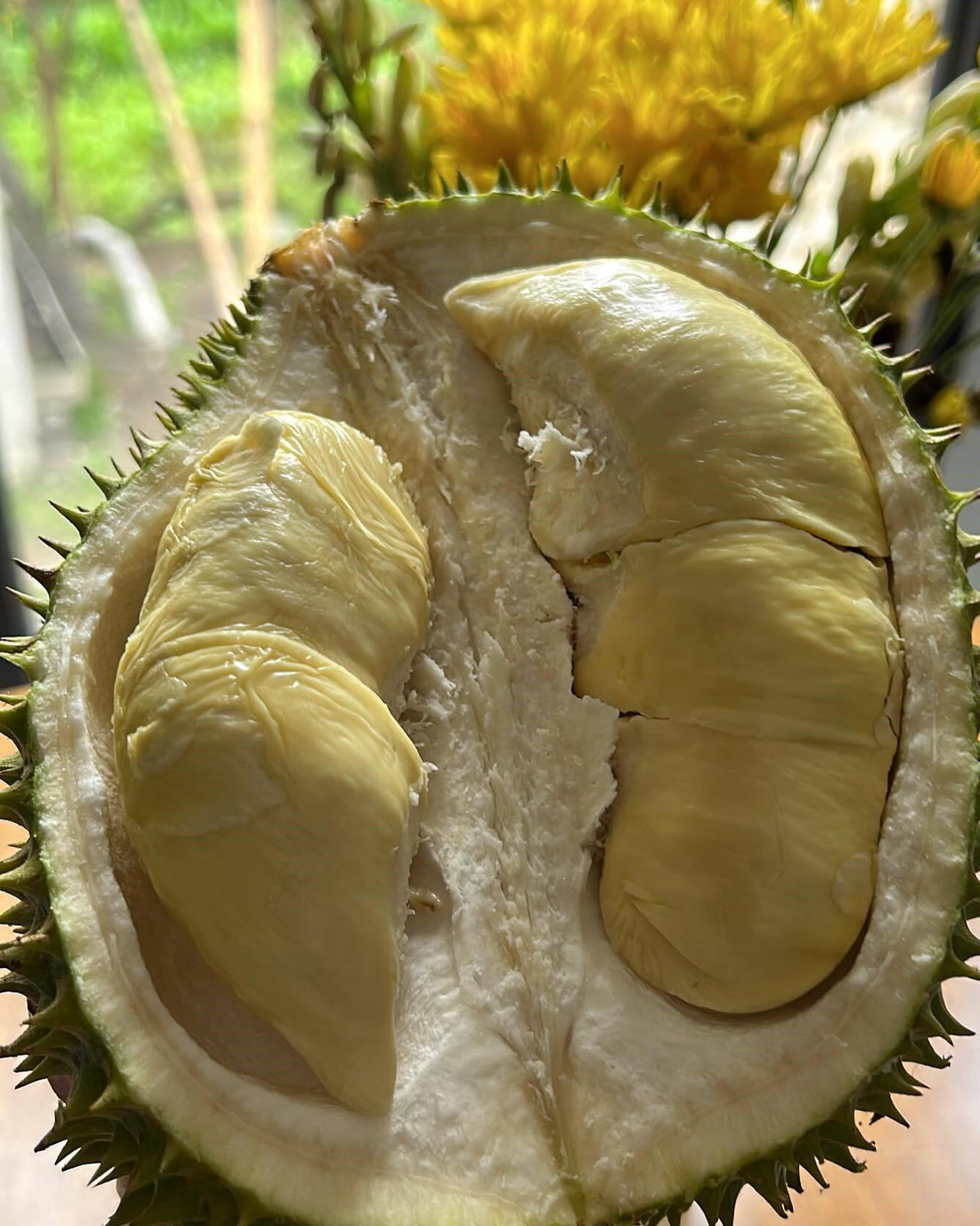 Grafted Fruit Tree Plants Durian Petruk Free Phytosantary DHL Express ...