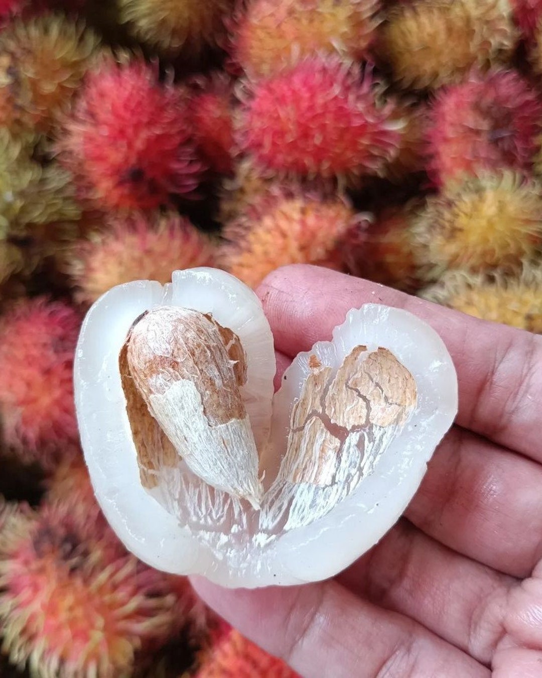 Grafted Fruit Tree Plants Rambutan Antalagi Free Phytosantary DHL ...