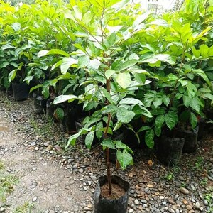 Grafted Fruit Tree Plants Rambutan Binjai Free Phytosantary DHL Express ...