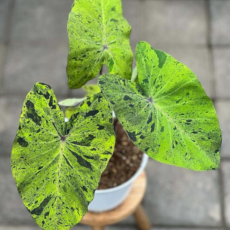 Colocasia Mojito - Etsy