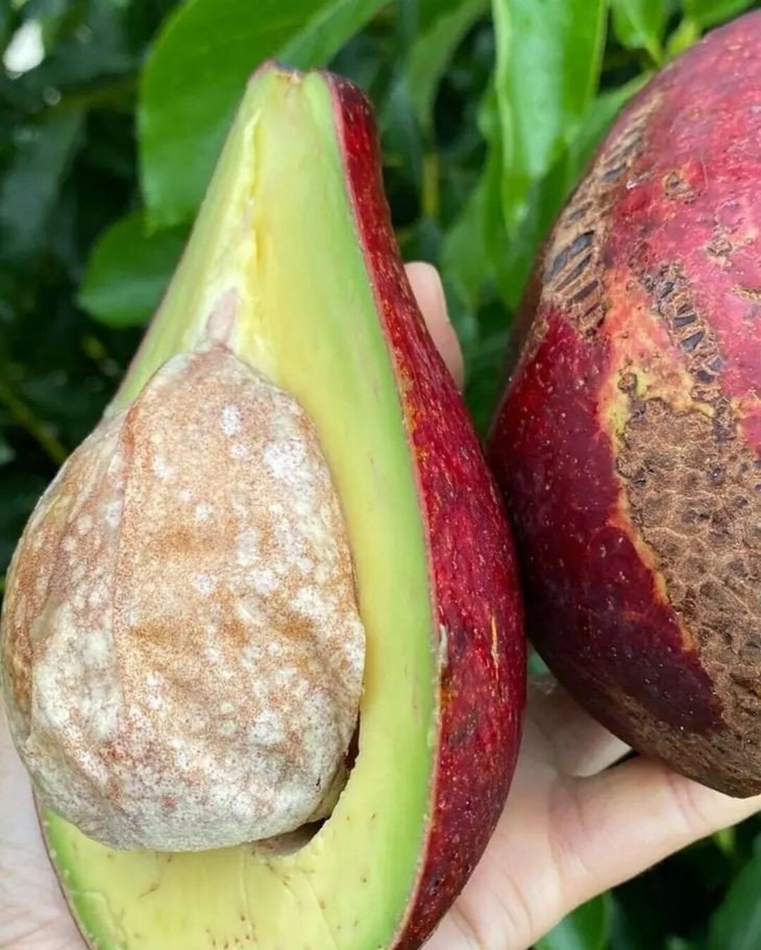 Grafted Fruit Tree Plants Vietnamese Red Avocado Free Phytosantary DHL ...