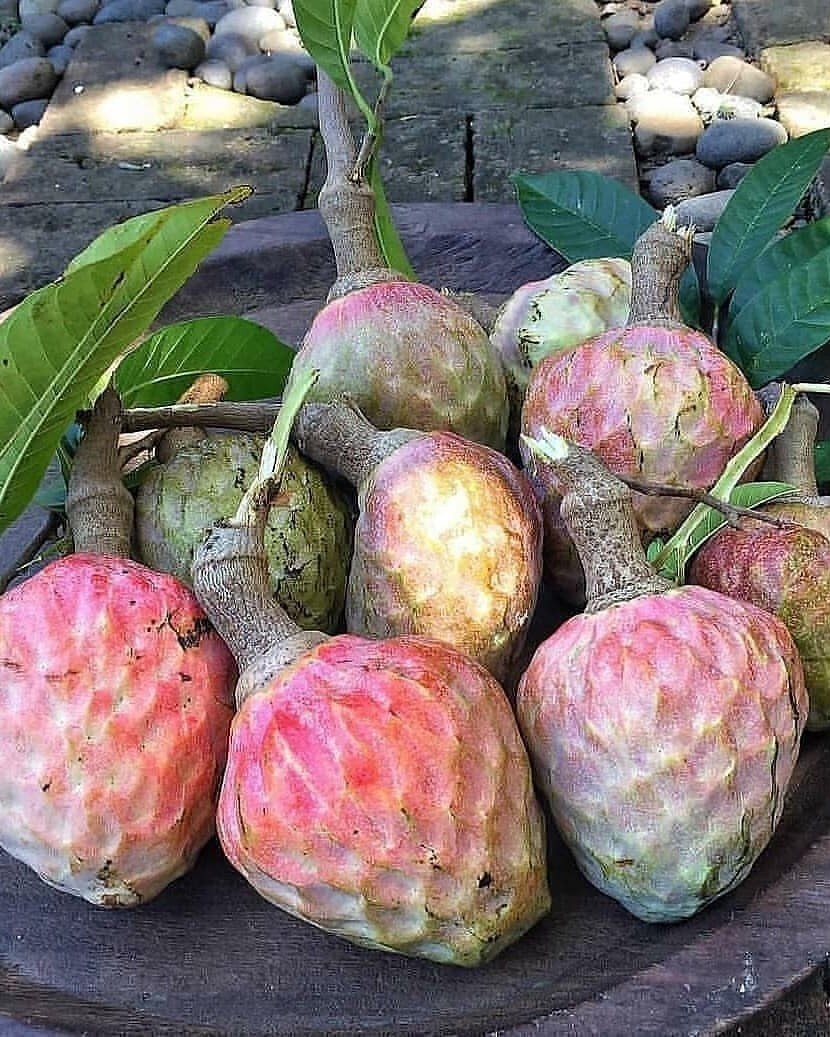 Grafted Fruit Tree Plants Sugar Apple Mulwo Free Phytosantary DHL ...