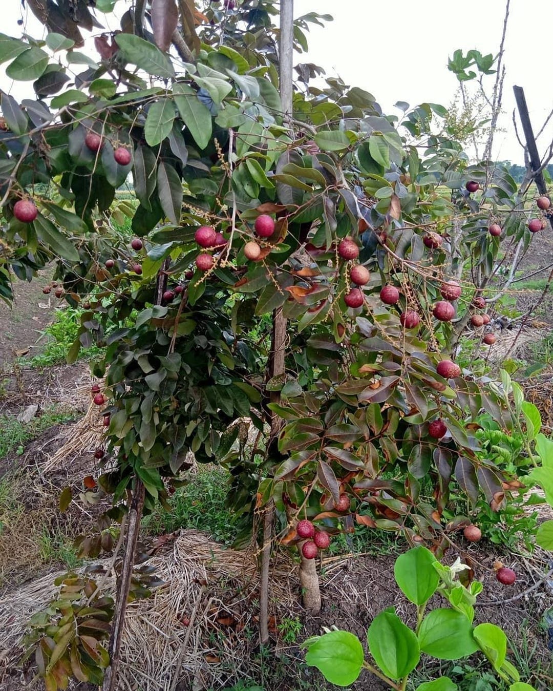 Grafted Fruit Tree Plants Ruby Longan Free Phytosantary DHL Express ...