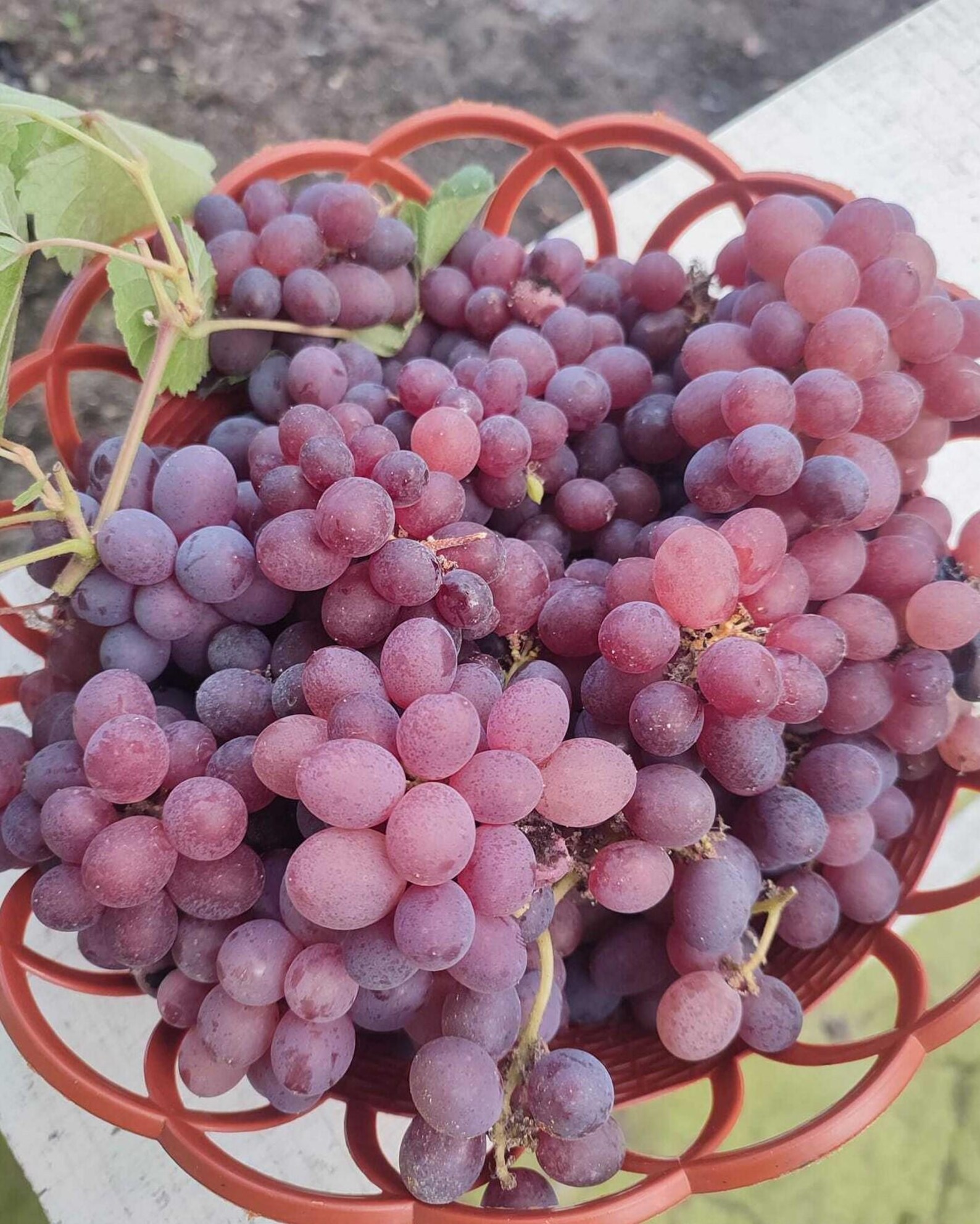 Grafted Fruit Tree Plants Jupiter Grapes Free Phytosantary DHL Express ...