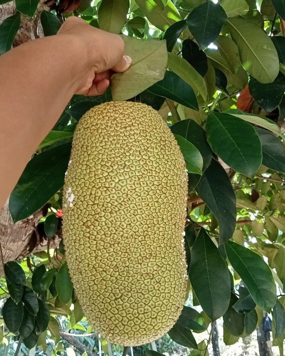 Grafted Fruit Tree Plants Jack Fruit Red Cempedak Free Phytosantary DHL ...
