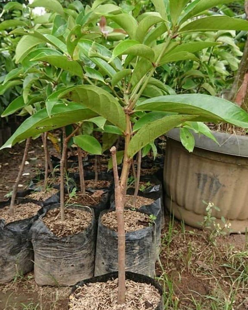 Grafted Fruit Tree Plants Water Apple Jamaica Free Phytosantary DHL Express Good Condition ...