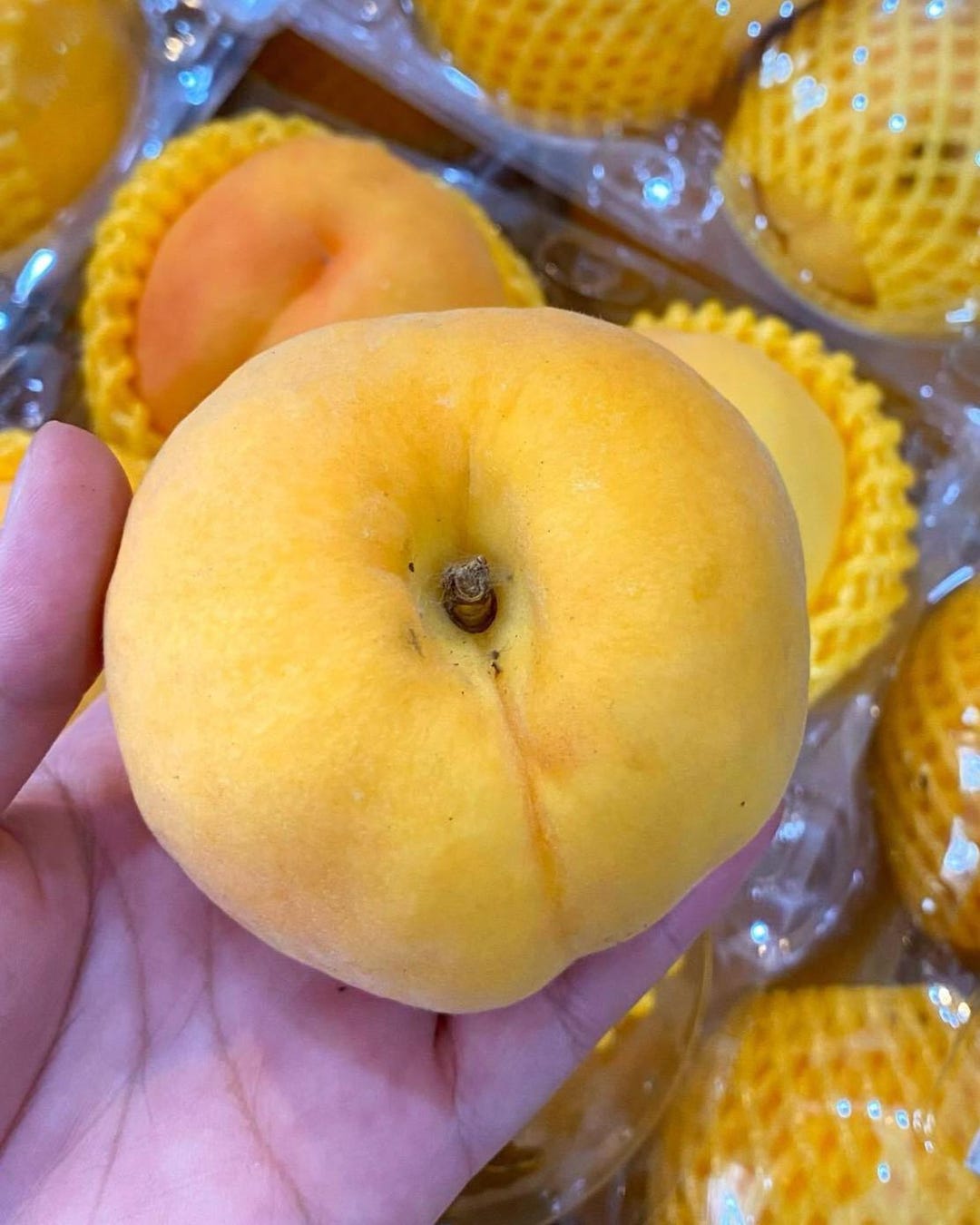 Grafted Fruit Tree Plants Golden Peach Free Phytosantary DHL Express ...