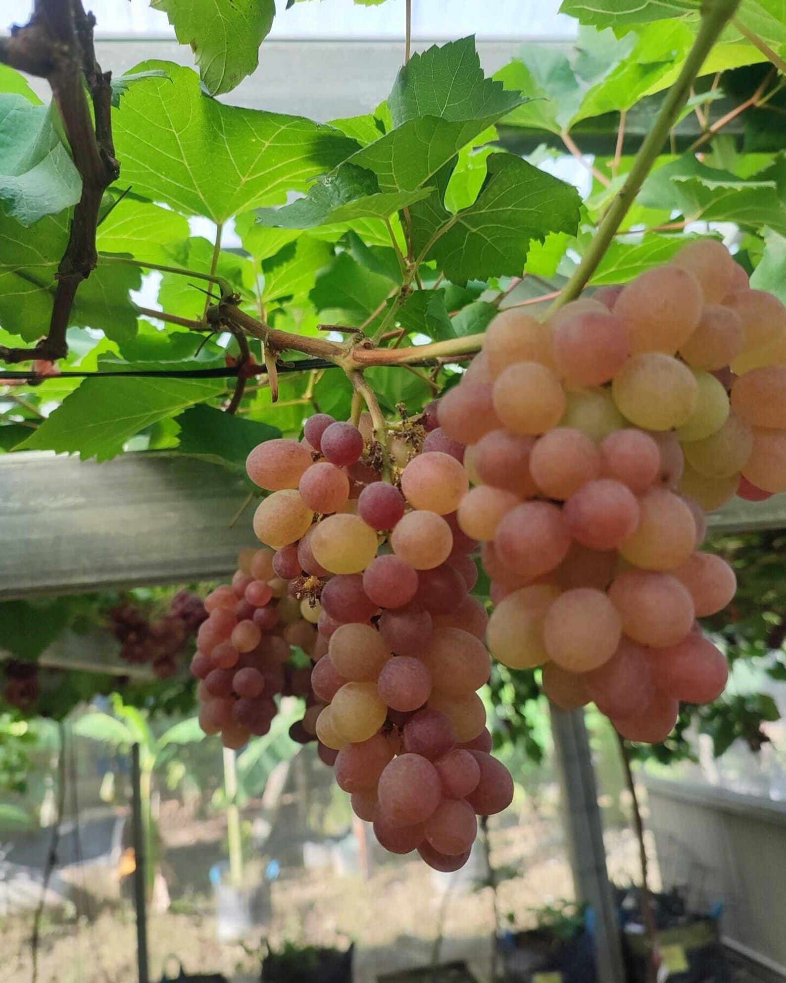 Grafted Fruit Tree Plants Jupiter Grapes Free Phytosantary DHL Express ...