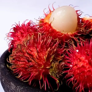 Grafted Fruit Tree Plants Rambutan Binjai Free Phytosantary DHL Express ...