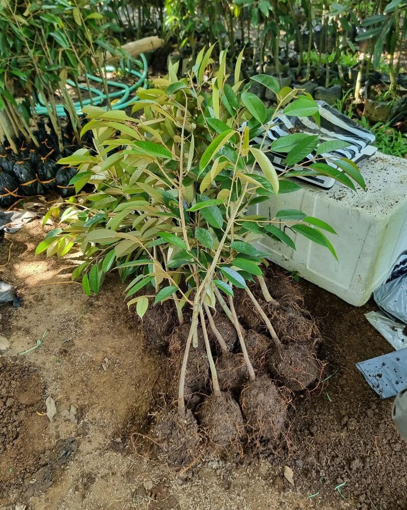 Grafted Fruit Tree Plants Durian Lai Free Phytosantary DHL Express Good ...