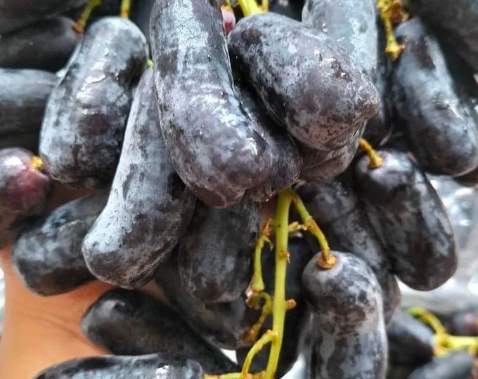 Grafted Fruit Tree Plants Moondrop Grapes Free Phytosantary DHL Express ...