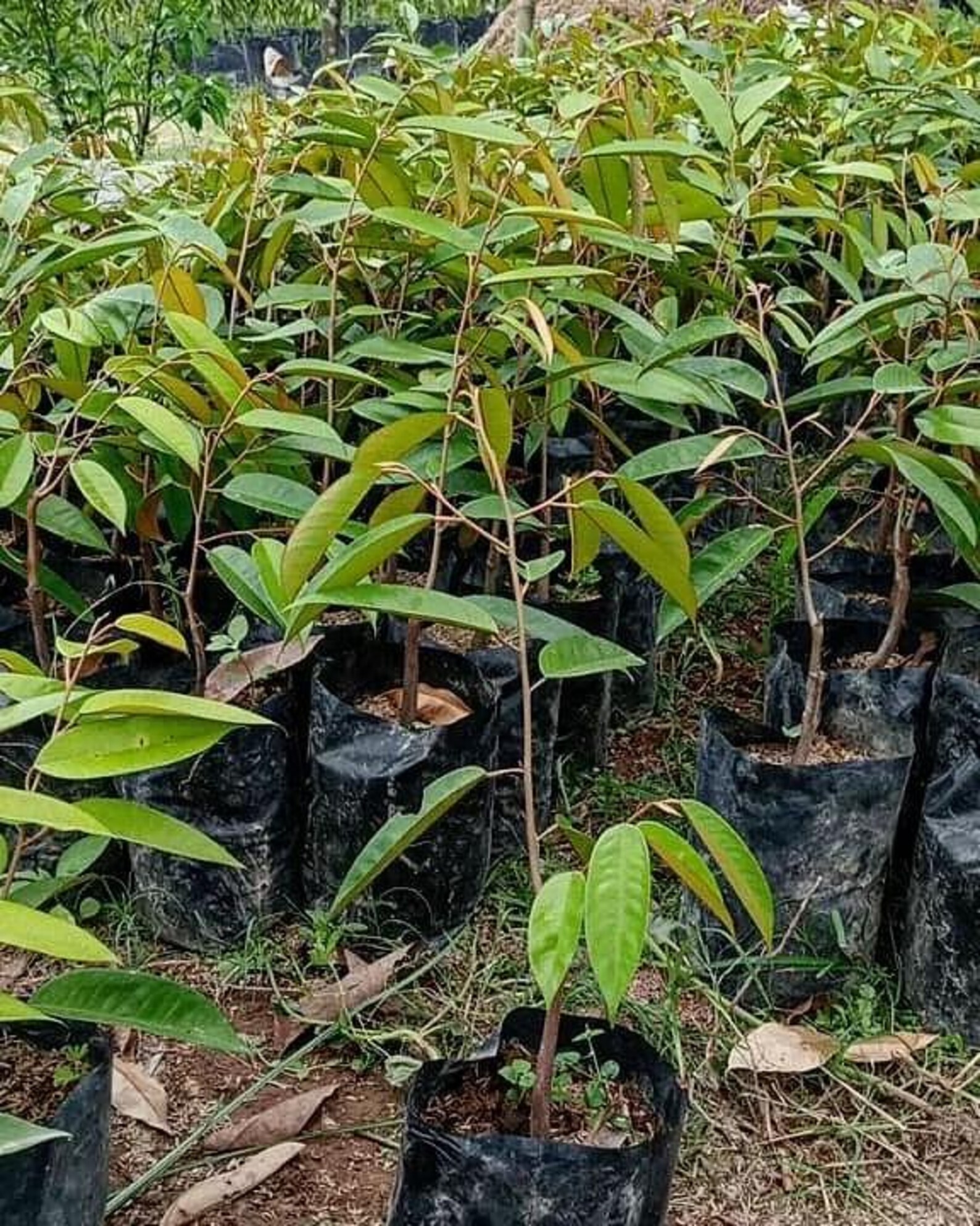 Grafted Fruit Tree Plants Durian Petruk Free Phytosantary DHL Express ...