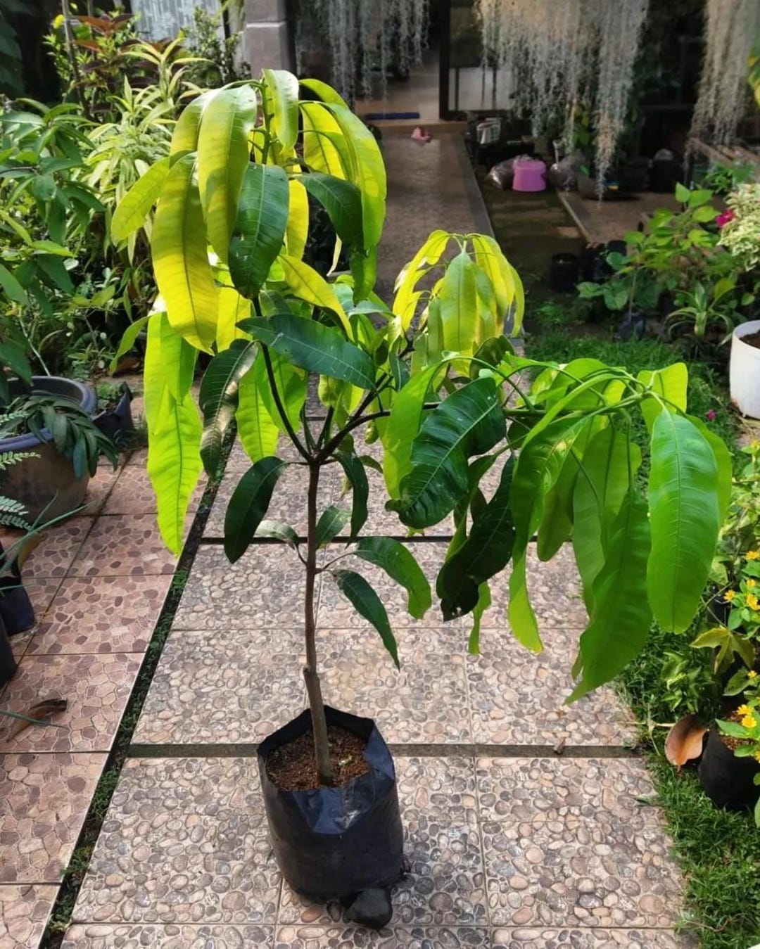 Grafted Fruit Tree Plants Mango Kiojay Grafting Results Free ...