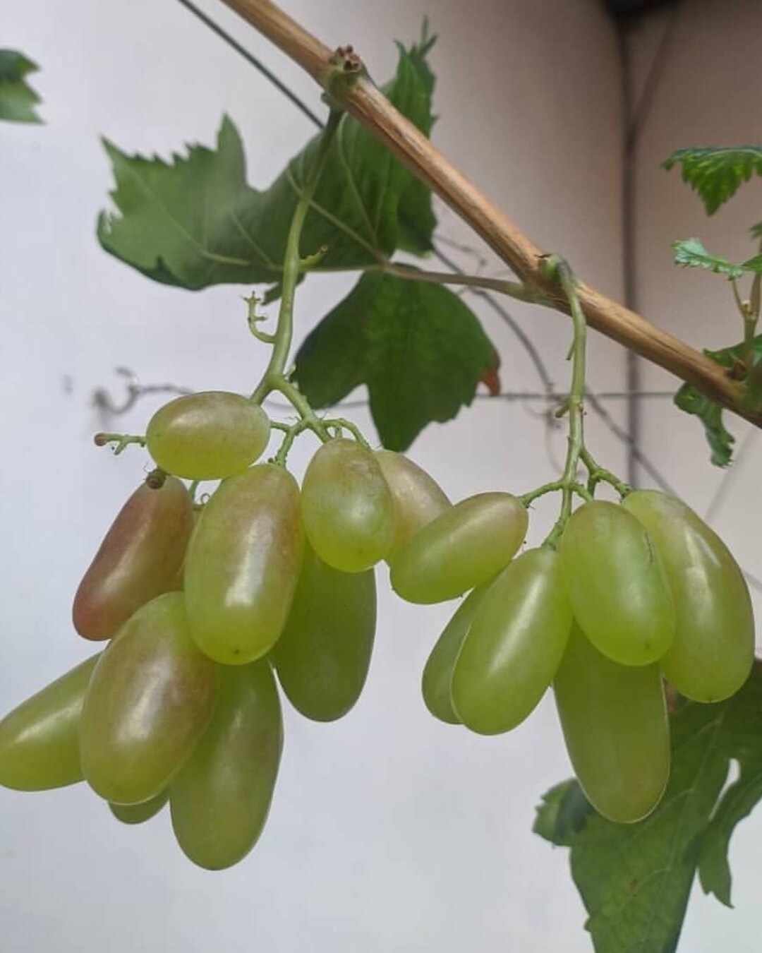 Grafted Fruit Tree Plants Dixon Grapes Free Phytosantary DHL Express ...