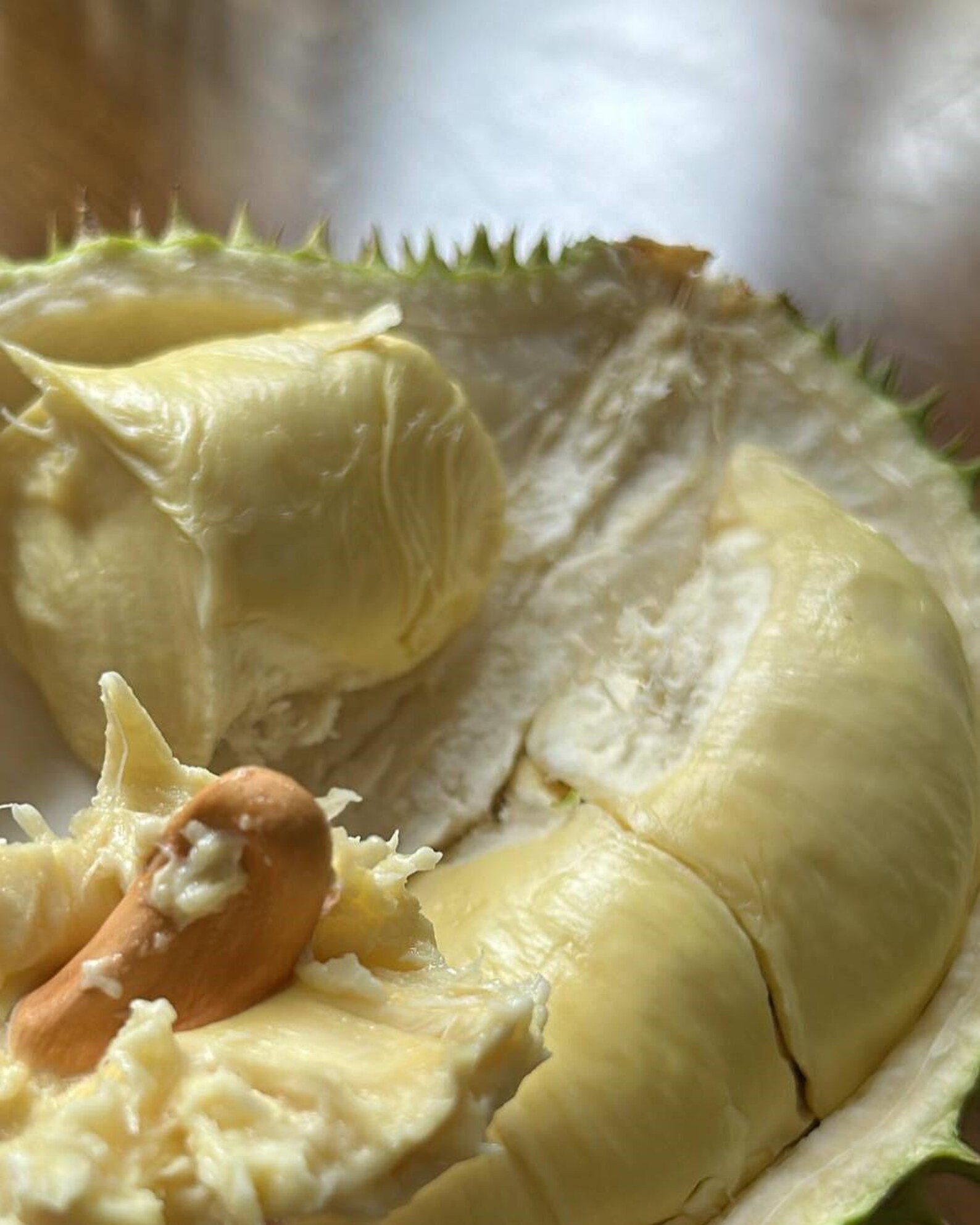 Grafted Fruit Tree Plants Durian Petruk Free Phytosantary DHL Express ...