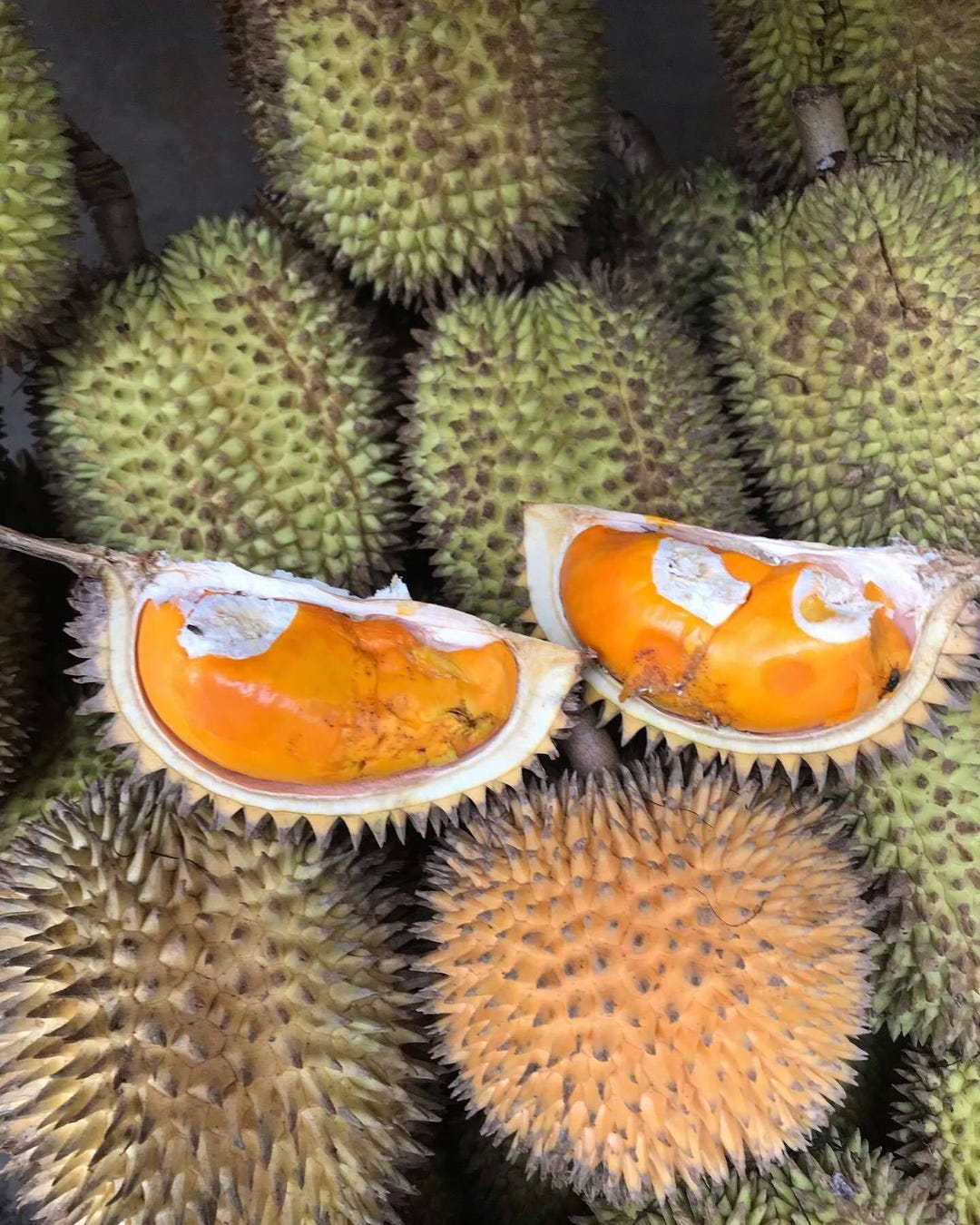 Grafted Fruit Tree Plants Durian Lai Free Phytosantary DHL Express Good ...