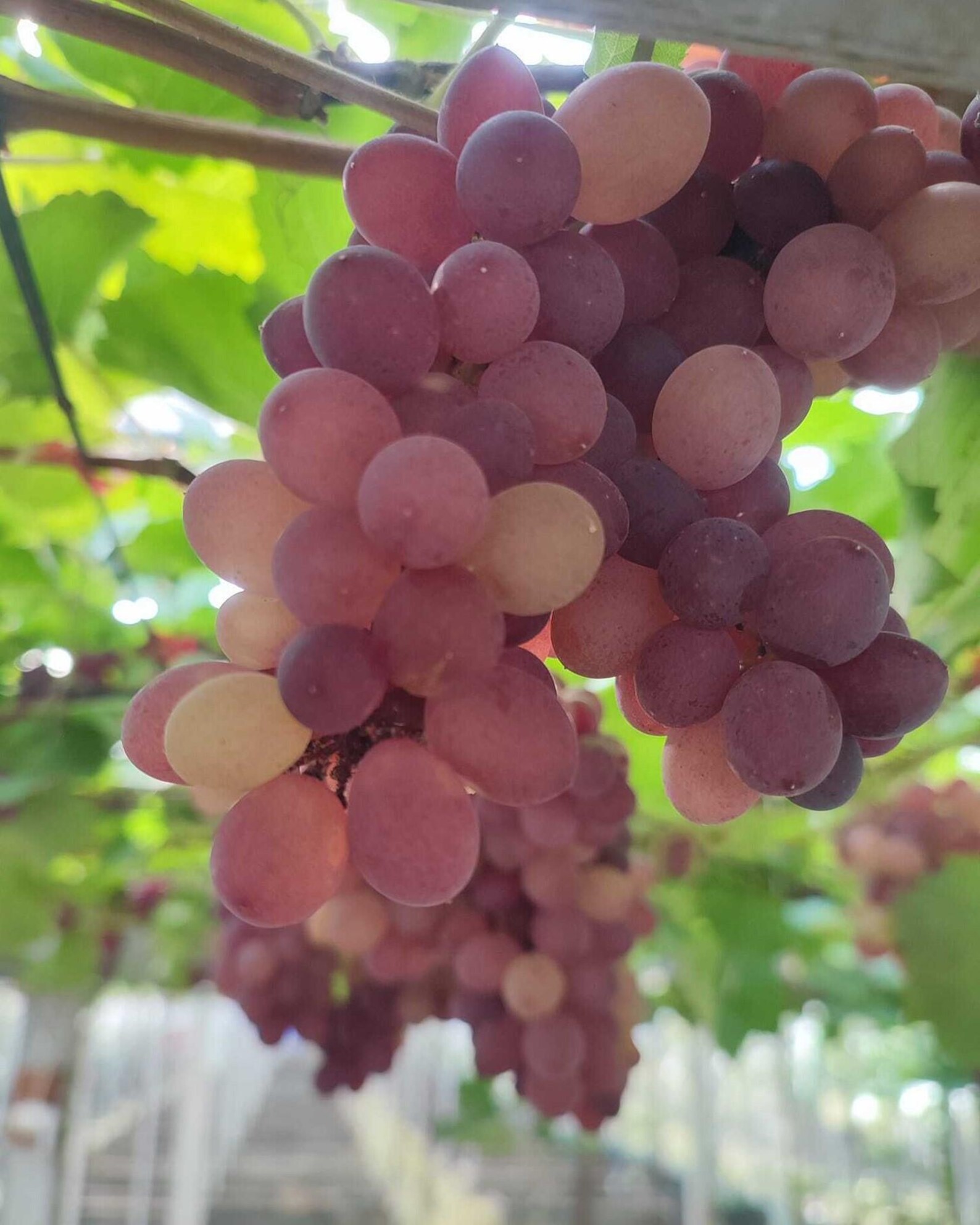 Grafted Fruit Tree Plants Jupiter Grapes Free Phytosantary DHL Express ...