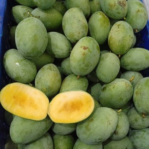 Grafted Fruit Tree Plants Mango Manalagi Free Phytosantary DHL Express ...