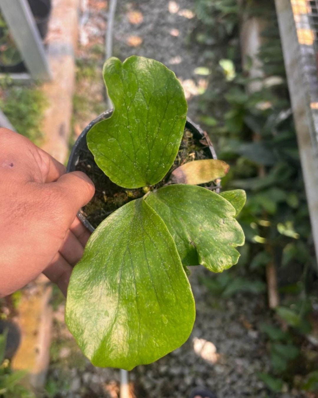Platycerium Holtumii Sporeling Original Baby Size Free Phytosantary DHL ...