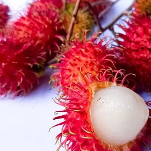 Grafted Fruit Tree Plants Rambutan Binjai Free Phytosantary DHL Express ...