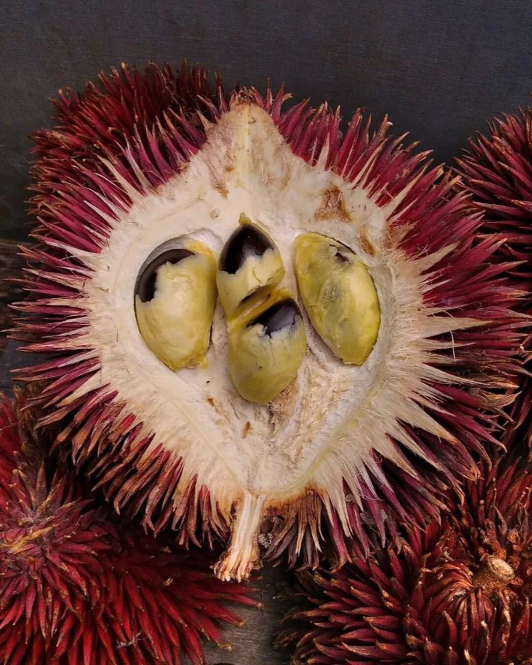 Grafted Fruit Tree Plants Durian Lahung Free Phytosantary DHL Express ...