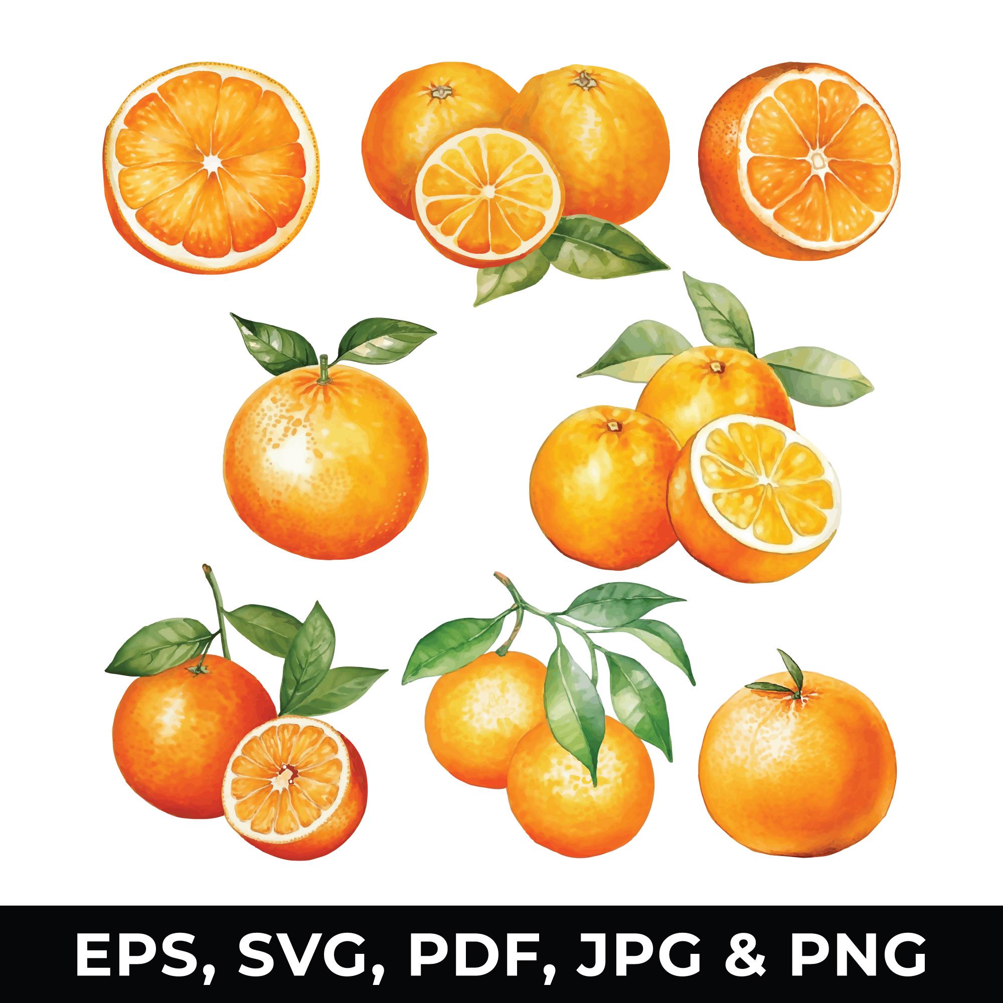 Watercolor Orange Clipart Set, Tangerine Slices & Whole Fruit ...