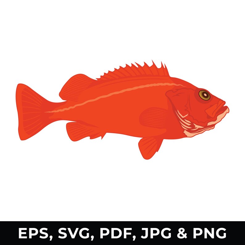 Alaska Red Fish Vector - Rockfish Cartoon Style Illustration - Fish ...