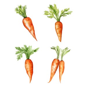 Watercolor Carrot Collection Clipart Vector Illustration. - Etsy