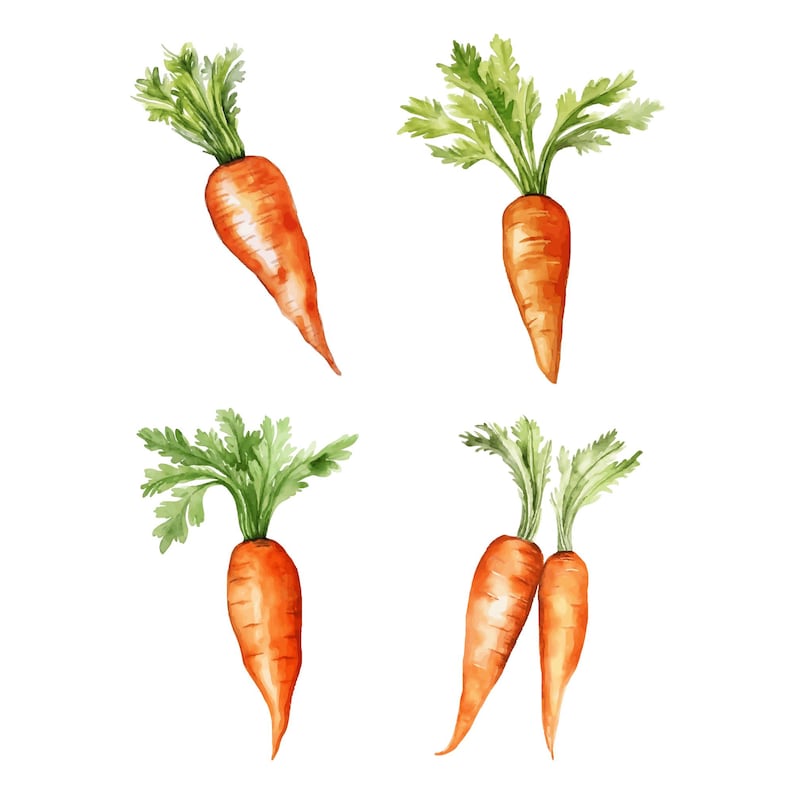 Watercolor Carrots Collection Clipart Vector Illustration. - Etsy
