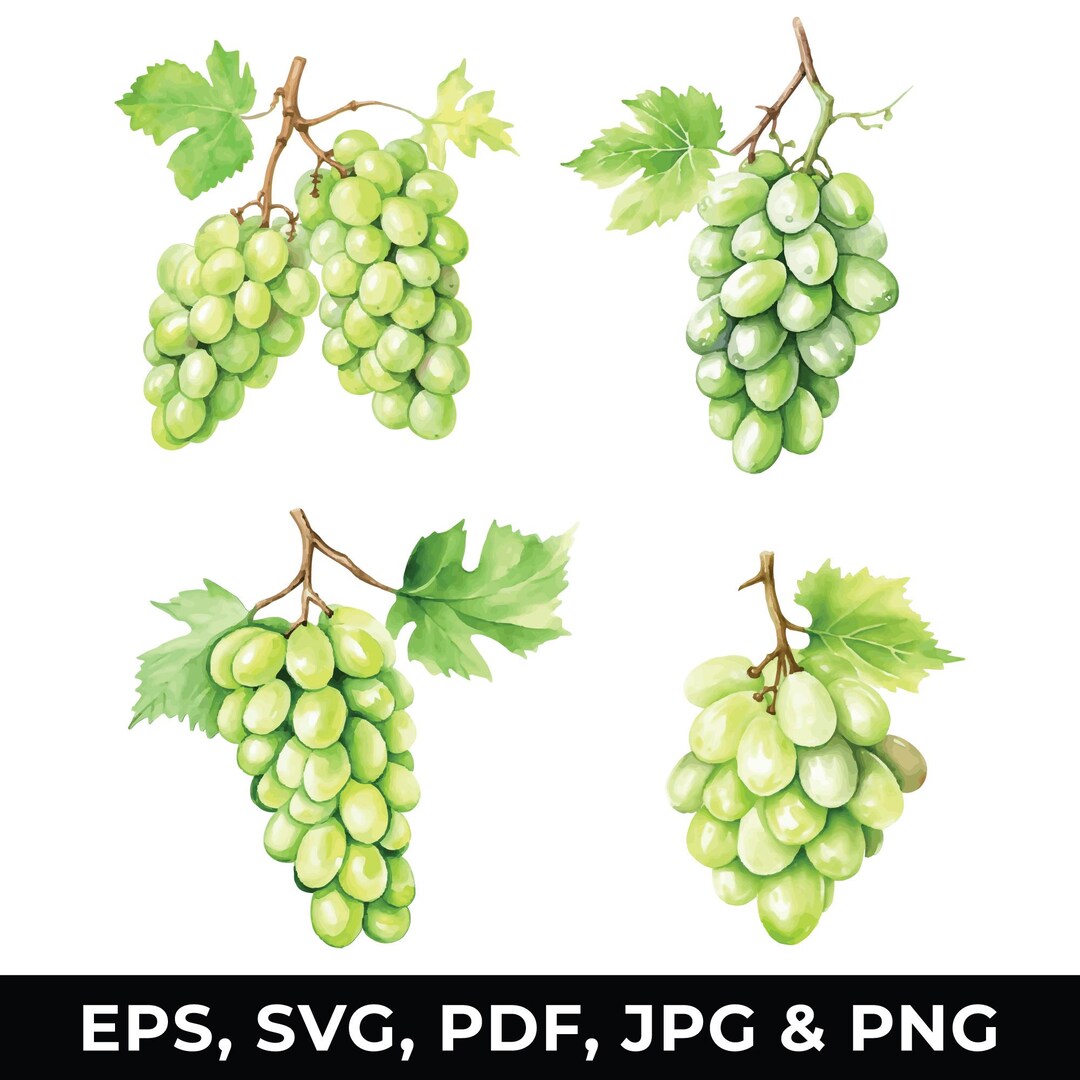 Watercolor Green Grapes Clipart, Fruit Illustration, Grapes SVG PNG ...