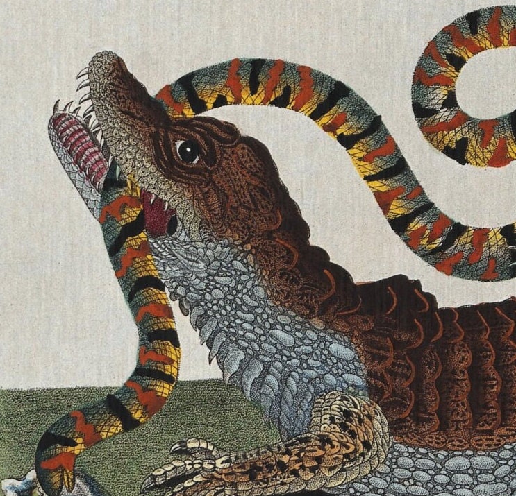 Alligator and Snake Door Mat, Cayman and Viper Welcome, Snake Indoor ...