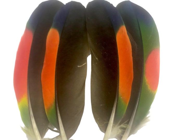 Blue Black Red Green Amazon Parrot Wing Quill Feather ,naturally ...