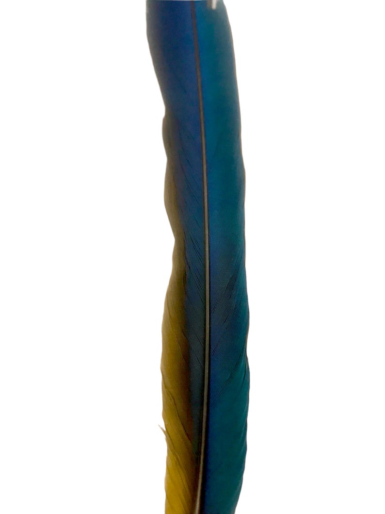Macaw, Blue, Gold, Long Tail Feather, Feathers Bright Natural Colour ...