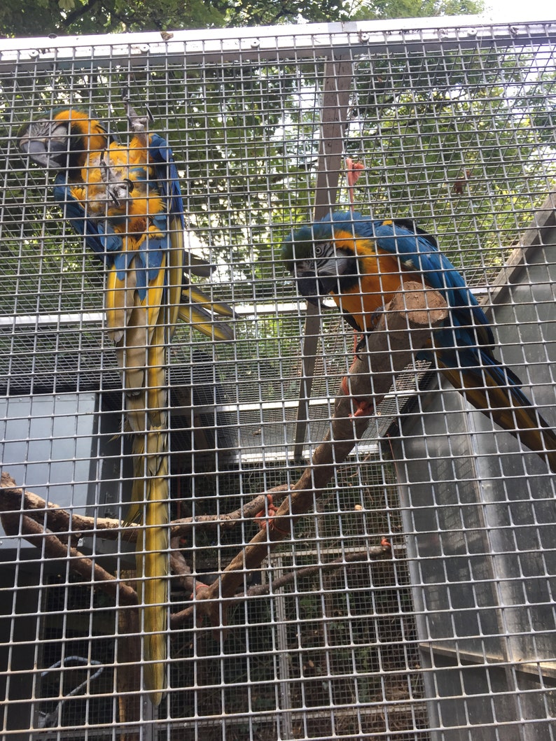 Macaw, Blue& Gold, Wing Flight, Quill, Feather, Bright Natural Colour ...